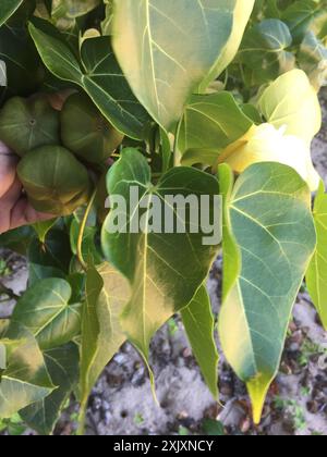 Portia tree (Thespesia populnea) Plantae Stock Photo - Alamy
