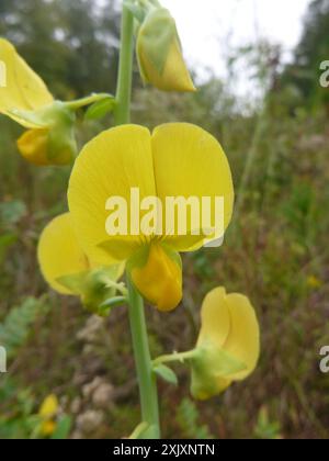 Showy Rattlebox (Crotalaria spectabilis) Plantae Stock Photo - Alamy