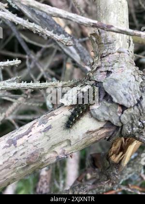 Lichen Moths (Lithosiini) Insecta Stock Photo - Alamy