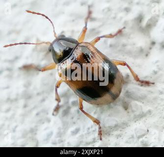 Leaf Beetle (Paria quadrinotata Stock Photo - Alamy