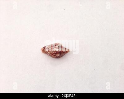 Rustic Dove-shell (Columbella rustica) Mollusca Stock Photo - Alamy