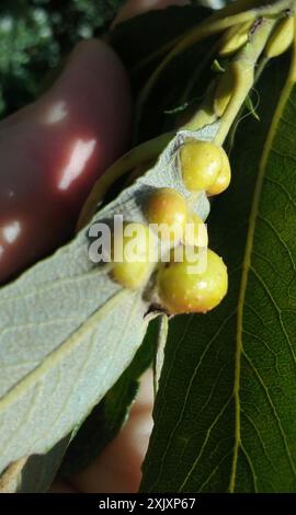 Willow Apple Gall Sawfly (Euura californica) Insecta Stock Photo - Alamy