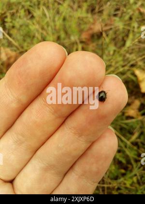 Ebony Bugs (Thyreocoridae) Insecta Stock Photo - Alamy