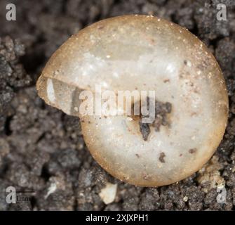 Typical Glass Snails (Oxychilus) Mollusca Stock Photo - Alamy