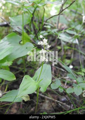 May Lily (Maianthemum bifolium) Plantae Stock Photo - Alamy