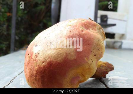 Bouillon Bolete (Lanmaoa pallidorosea) Fungi Stock Photo - Alamy