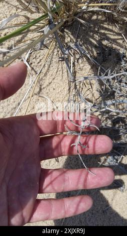 Pitcher's thistle (Cirsium pitcheri), Plantae, Wisconsin, US Stock ...