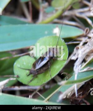 Small Ground Crickets (Neonemobius) Insecta Stock Photo - Alamy