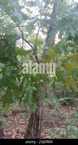 American turkey oak (Quercus laevis) Plantae Stock Photo - Alamy