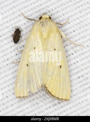 Black-bordered Lemon Moth (Marimatha nigrofimbria) Insecta Stock Photo ...