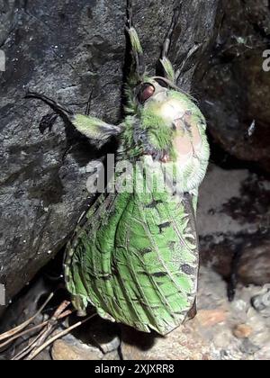 Puriri moth (Aenetus virescens) Insecta Stock Photo - Alamy