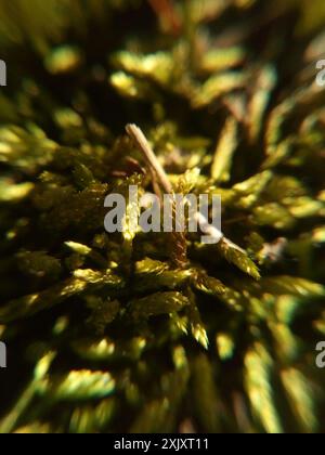 Entodon Moss Family (Entodontaceae) Plantae Stock Photo - Alamy