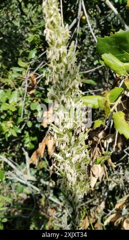giant wild rye (Leymus condensatus) Plantae Stock Photo - Alamy