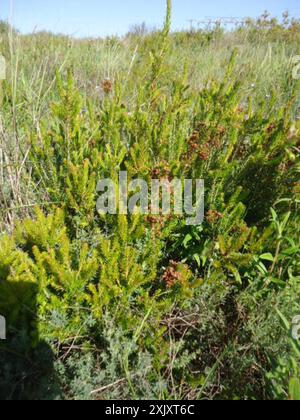 Mediterranean Heath (Erica multiflora) Plantae Stock Photo - Alamy