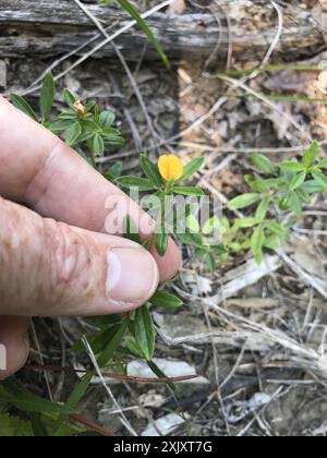 sidebeak pencilflower (Stylosanthes biflora) Plantae Stock Photo - Alamy