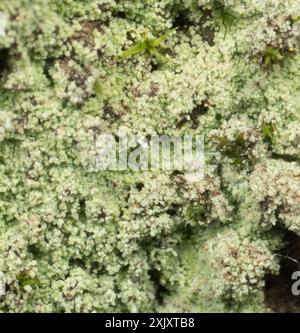 Dust Lichens (Lepraria) Fungi Stock Photo - Alamy