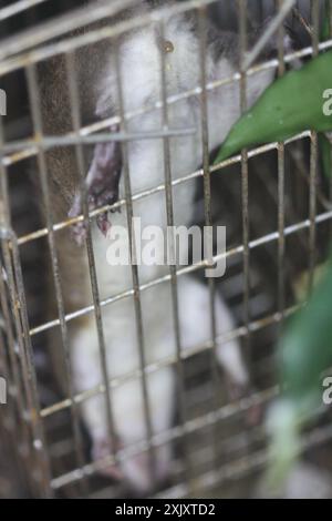 Indomalayan Long-tailed Giant Rat (Leopoldamys sabanus) Mammalia Stock ...