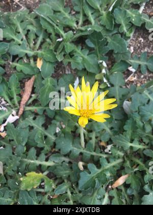 Prostrate Capeweed (Arctotheca prostrata) Plantae Stock Photo - Alamy