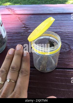 sweet potato bug (Physomerus grossipes) Insecta Stock Photo - Alamy