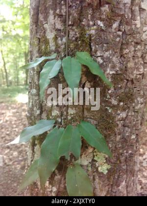 cross vine (Bignonia capreolata) Plantae Stock Photo - Alamy