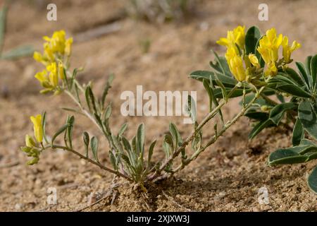 Straight Bladderpod (Physaria rectipes) Plantae Stock Photo - Alamy