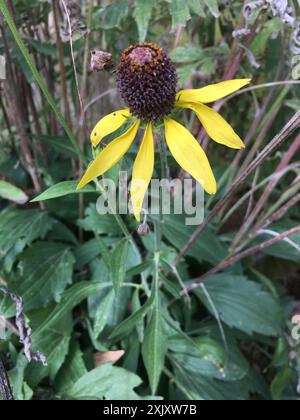 grey-headed coneflower (Ratibida pinnata) Plantae Stock Photo - Alamy