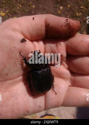 Triceratops Beetle (Phileurus truncatus) Insecta Stock Photo - Alamy