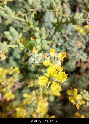 Fringed Rue (Ruta chalepensis) Plantae Stock Photo - Alamy