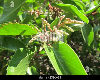 sugar bush × lemonade berry hybrid (Rhus integrifolia × ovata) Plantae ...