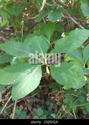 Osoberry (Oemleria cerasiformis) Plantae Stock Photo - Alamy