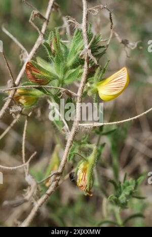 yellow restharrow (Ononis natrix) Plantae Stock Photo - Alamy