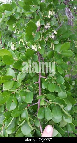 sparkleberry (Vaccinium arboreum) Plantae Stock Photo - Alamy