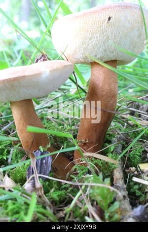Chestnut Bolete (Gyroporus castaneus) Fungi Stock Photo - Alamy