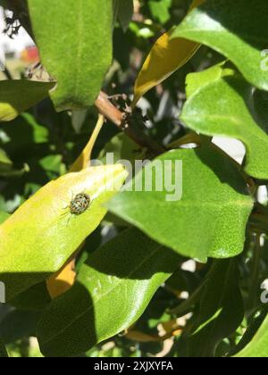 Variegated Coffee Bugs (Antestiopsis) Insecta Stock Photo - Alamy