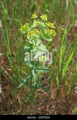 serrated spurge (Euphorbia serrata) Plantae Stock Photo - Alamy