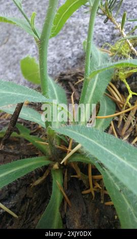 white hawkweed (Hieracium albiflorum) Plantae Stock Photo - Alamy