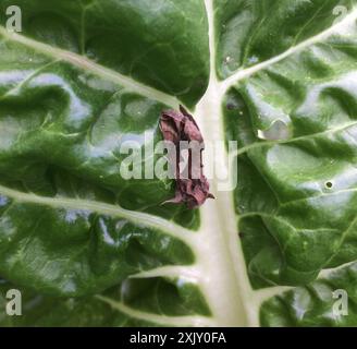 Bilobed Looper Moth (Megalographa biloba) Insecta Stock Photo - Alamy
