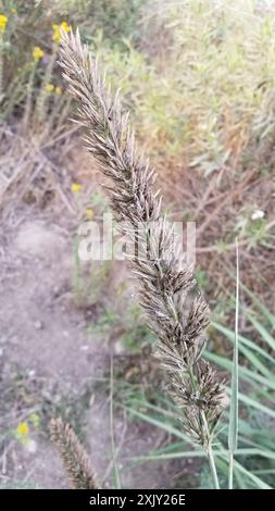 giant wild rye (Leymus condensatus) Plantae Stock Photo - Alamy
