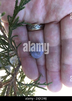 Weeping Juniper (Juniperus flaccida) Plantae Stock Photo - Alamy