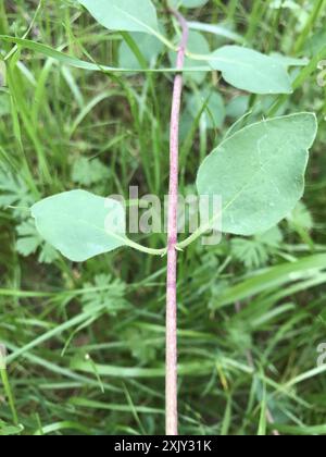 chaparral honeysuckle (Lonicera interrupta) Plantae Stock Photo - Alamy