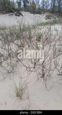 sand cherry (Prunus pumila Stock Photo - Alamy