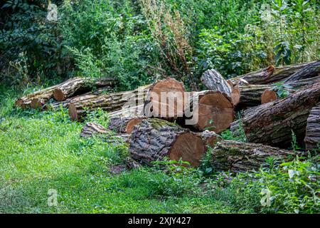 Stockpile of logs in a lumber processing center, Chetwynd, British ...
