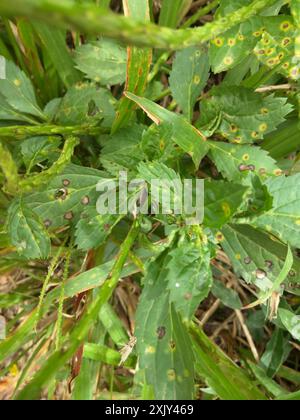 Porterweed (Stachytarpheta) Plantae Stock Photo - Alamy