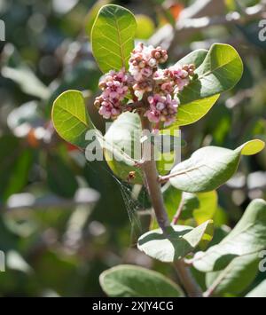 lemonade berry (Rhus integrifolia) Plantae Stock Photo - Alamy