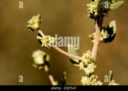 Mound Saltbush (Atriplex obovata) Plantae Stock Photo - Alamy