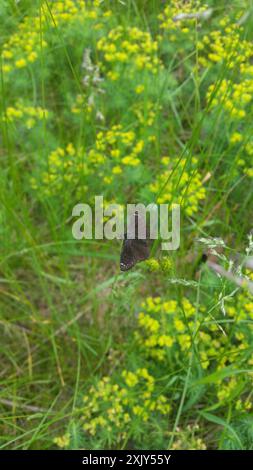 Common Sootywing (Pholisora catullus) Insecta Stock Photo - Alamy