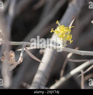 Hairy Horsebrush (Tetradymia comosa) Plantae Stock Photo - Alamy