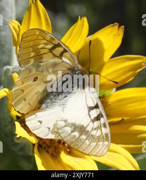 Clodius Parnassian (Parnassius clodius) Insecta Stock Photo - Alamy