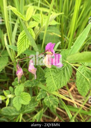 marsh pea (Lathyrus palustris) Plantae Stock Photo - Alamy