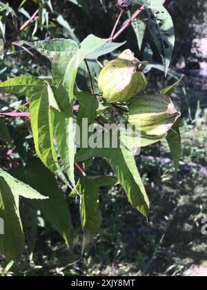 Halberd-leaf Rosemallow (Hibiscus laevis) Plantae Stock Photo - Alamy